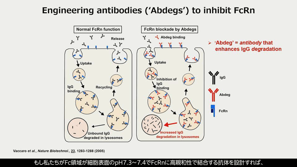 FcRnの発見とEfgarrigimod開発の歴史｜ウィフガート＆ヒフデュラ.jp