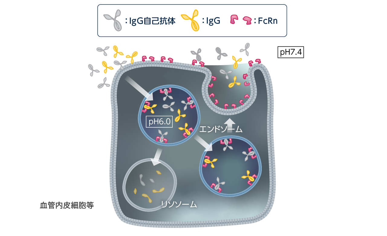 gMGとFcRn｜gMGトピックス｜ウィフガート＆ヒフデュラ.jp